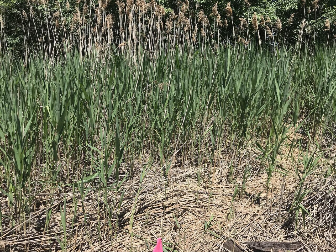 Rand Road Sidepath Central Road to Elk Boulevard | Civiltech ...