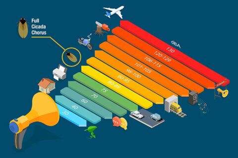 How Loud Were They? Measuring the Noise of the Cicadas | Civiltech ...