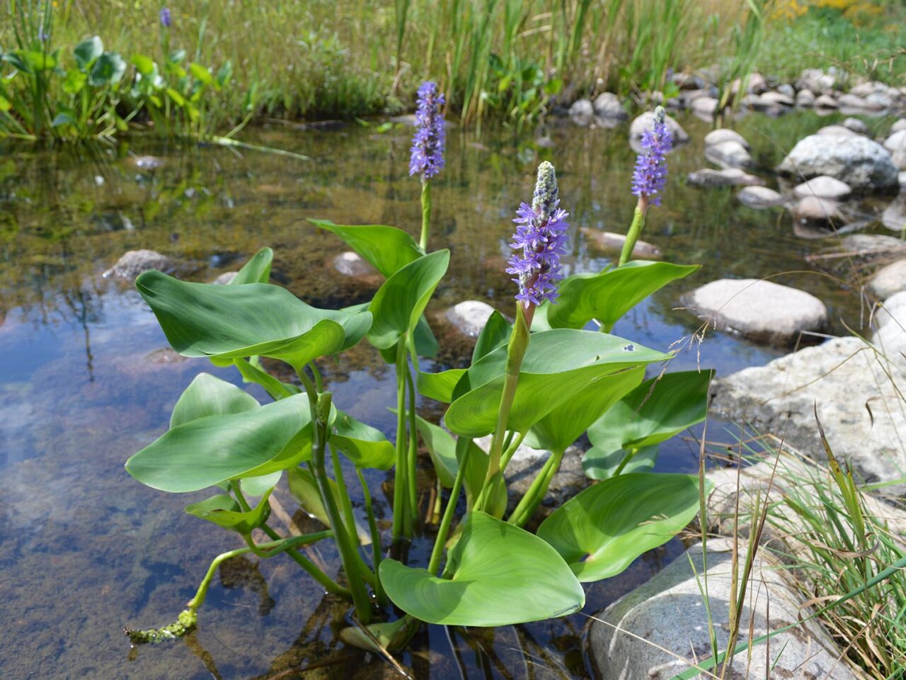 Nature-based Solutions | Civiltech Engineering, Inc.